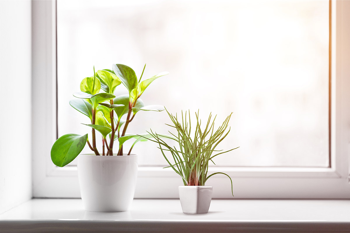 10 Ideas for Your Kitchen Plant Window | MD Window Services